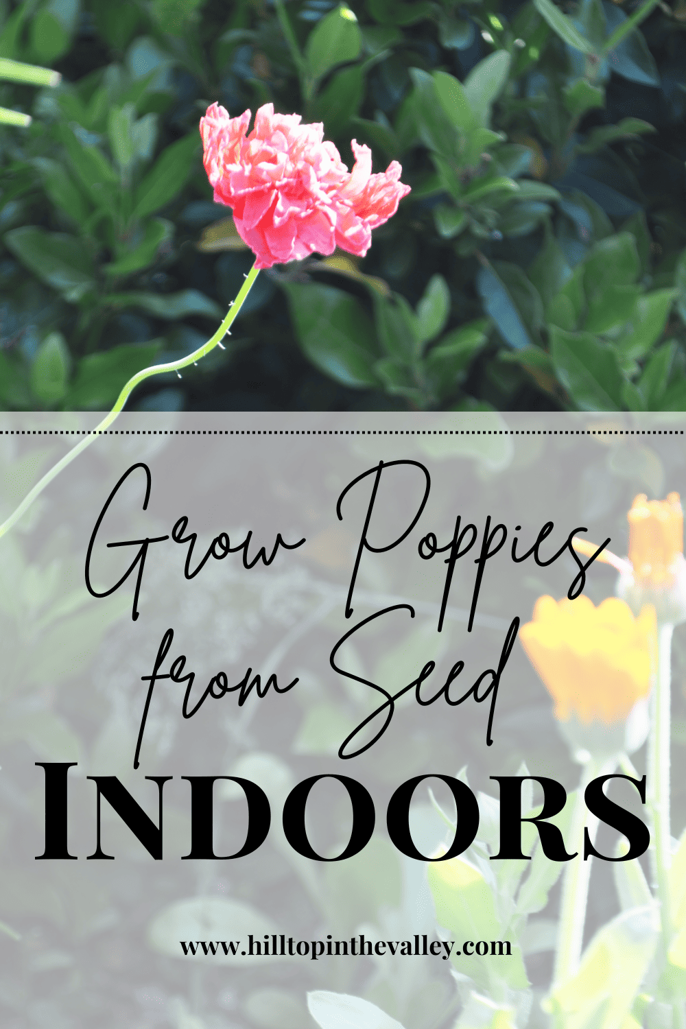 Beginners Guide: How to Grow Poppies Indoor From Seeds - Hilltop in the ...